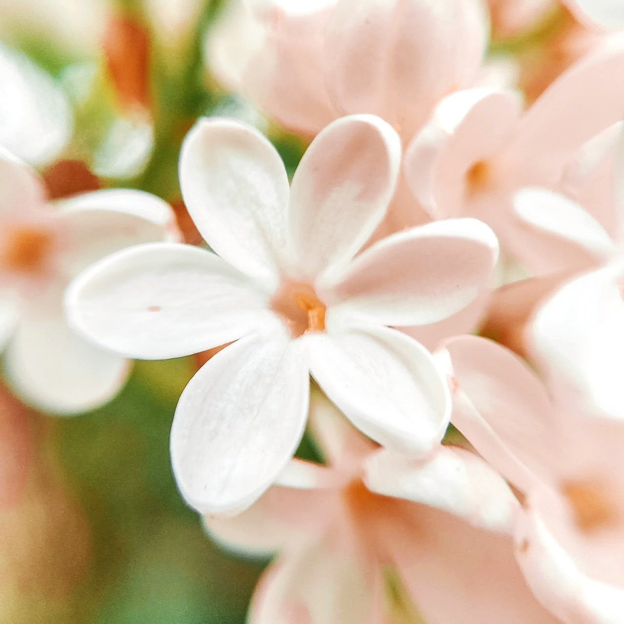 Hedione: The Secret Scent of Attraction – TUOKSU